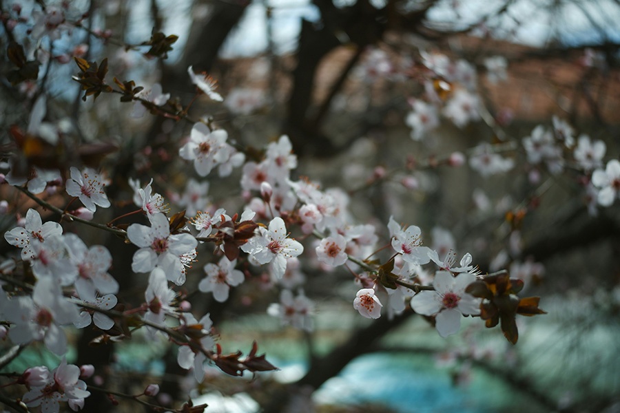 Raven Post | April 24, 2025